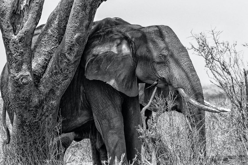 20 Animals That Sleep Standing Up - Chef's Vision